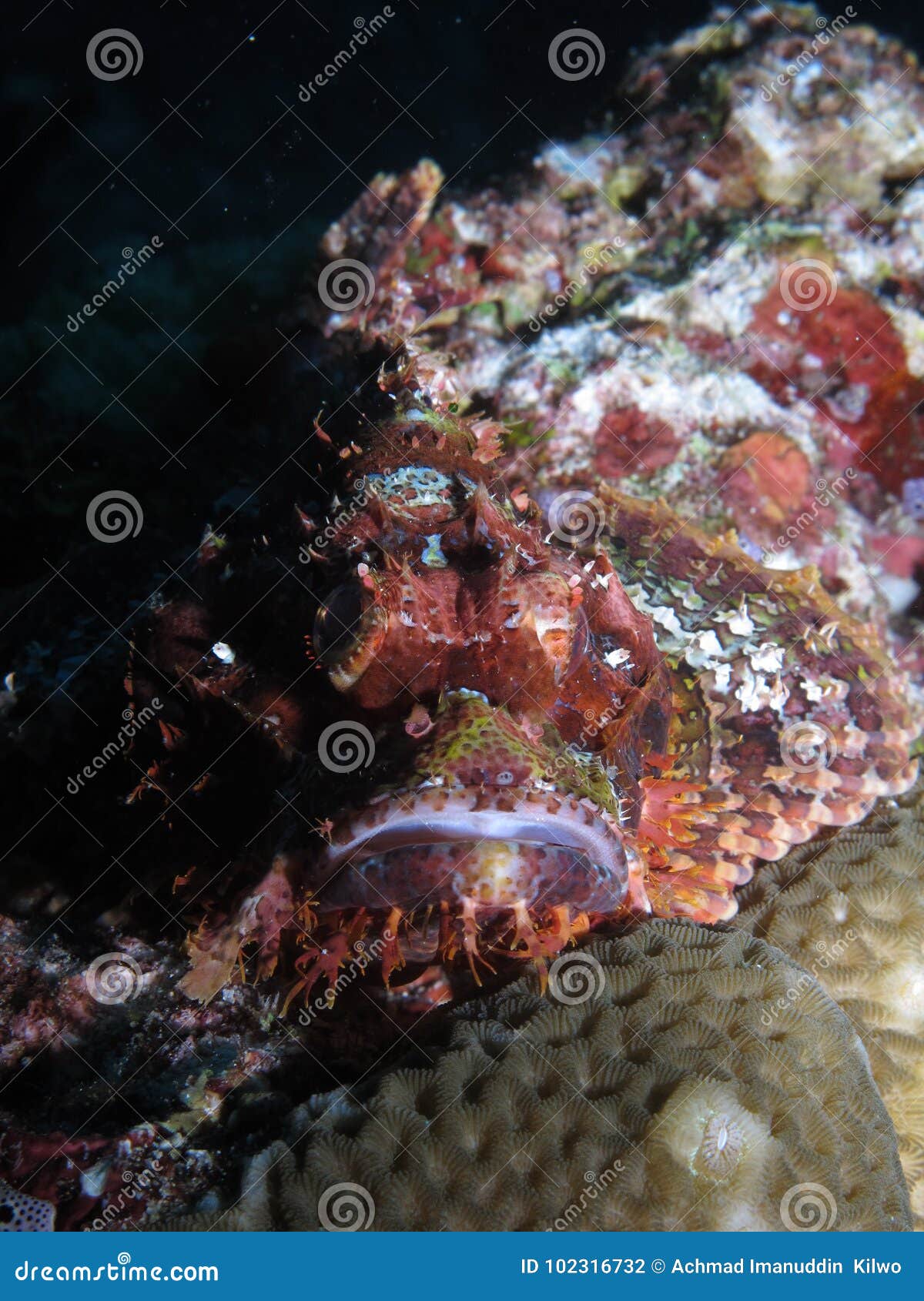Stone fish stock photo. Image of biak, underwater, stone - 102316732