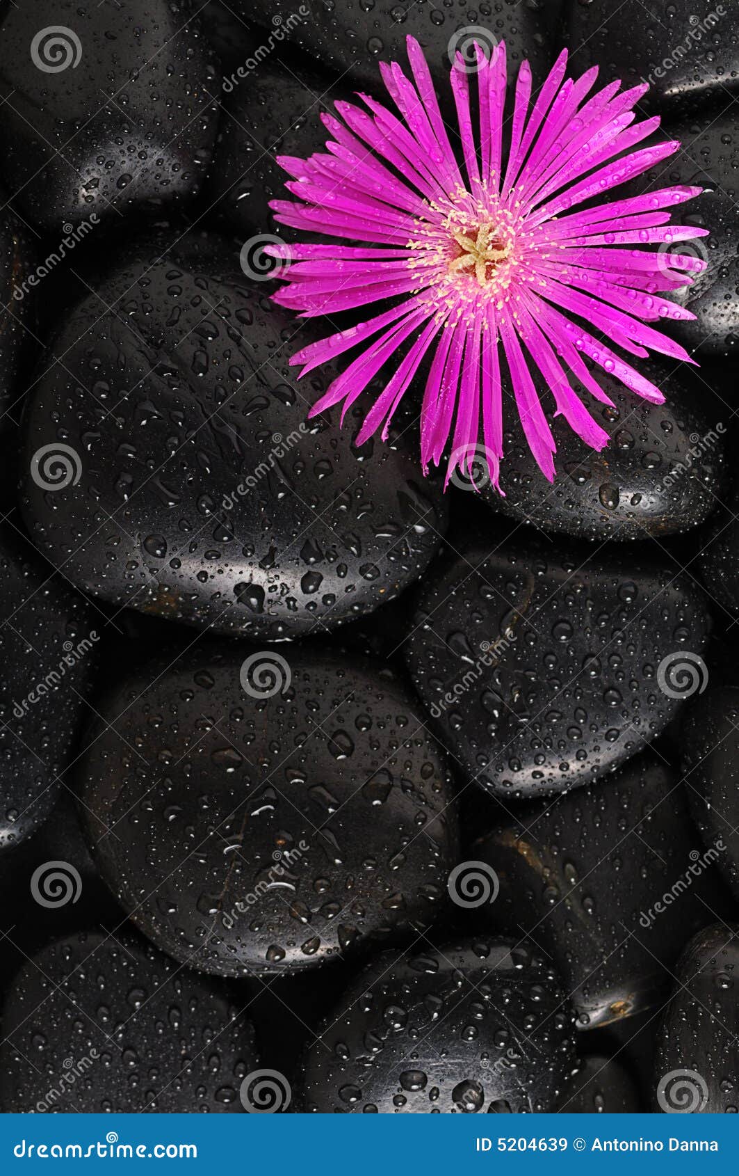 Stone and flower stock image. Image of flower, rock, pebble - 5204639