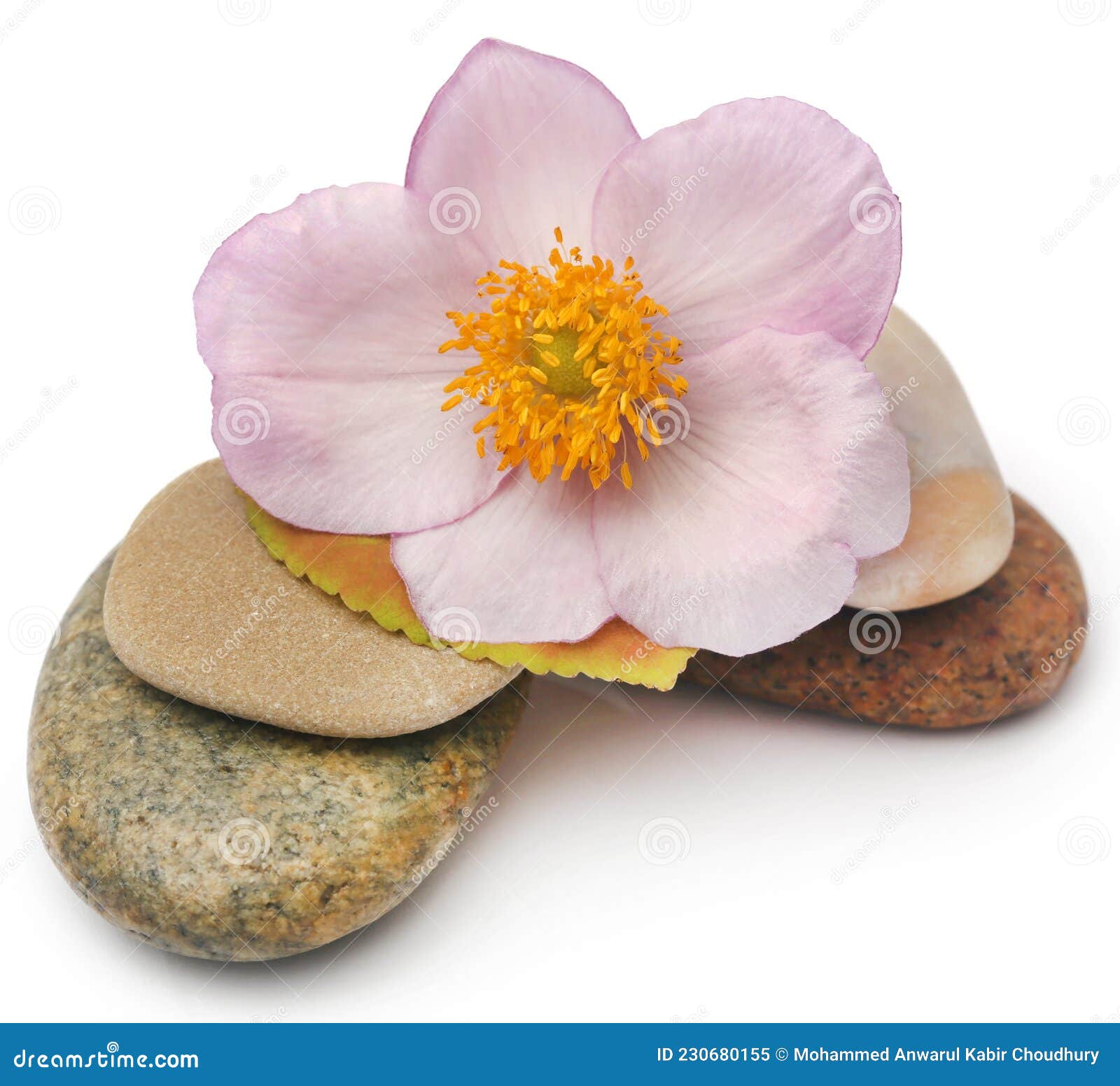 Stone with flower stock image. Image of harmony, black - 230680155