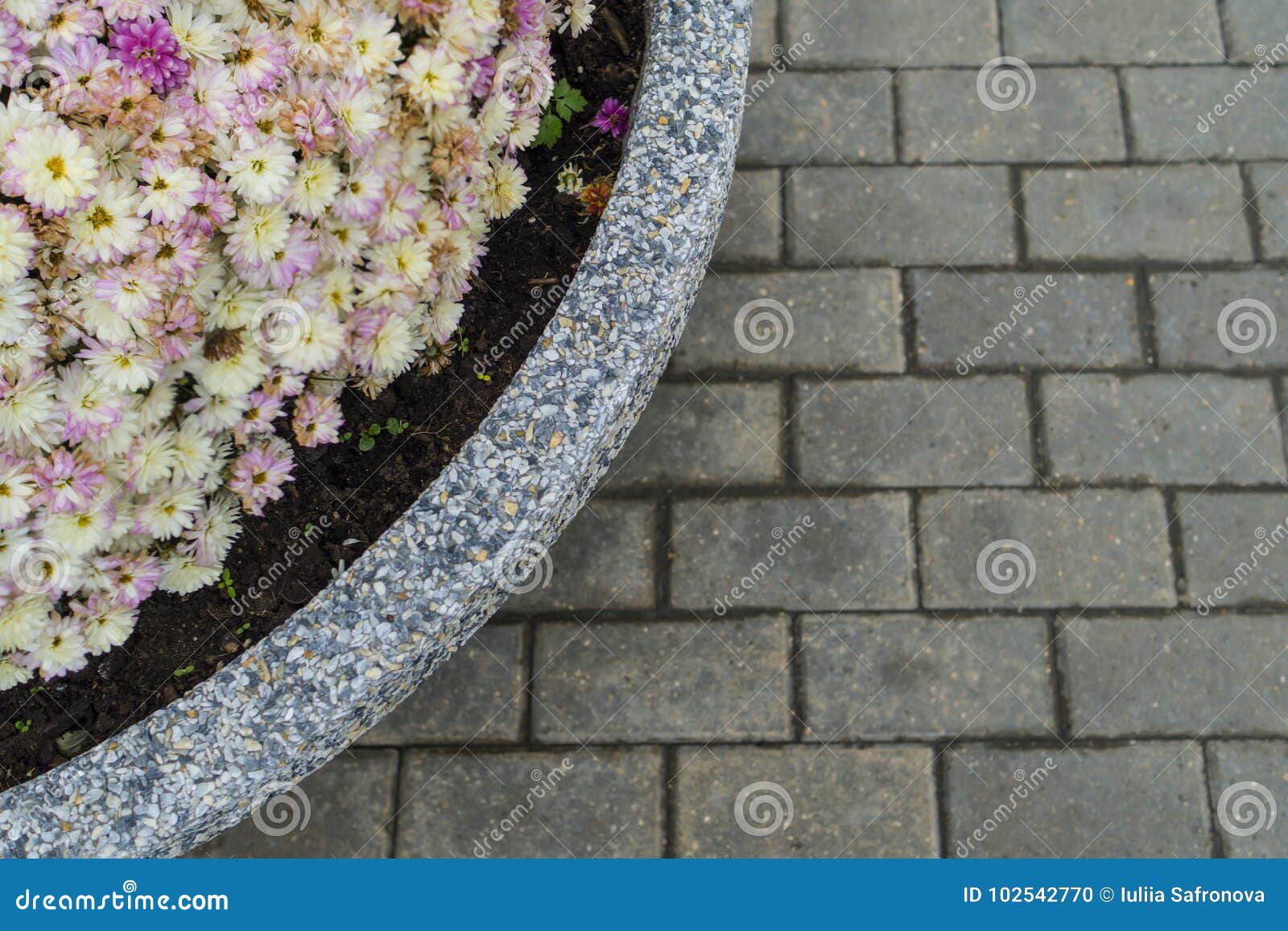Stone Flowerbed with Flowers on a Background of Paving Slabs Stock ...