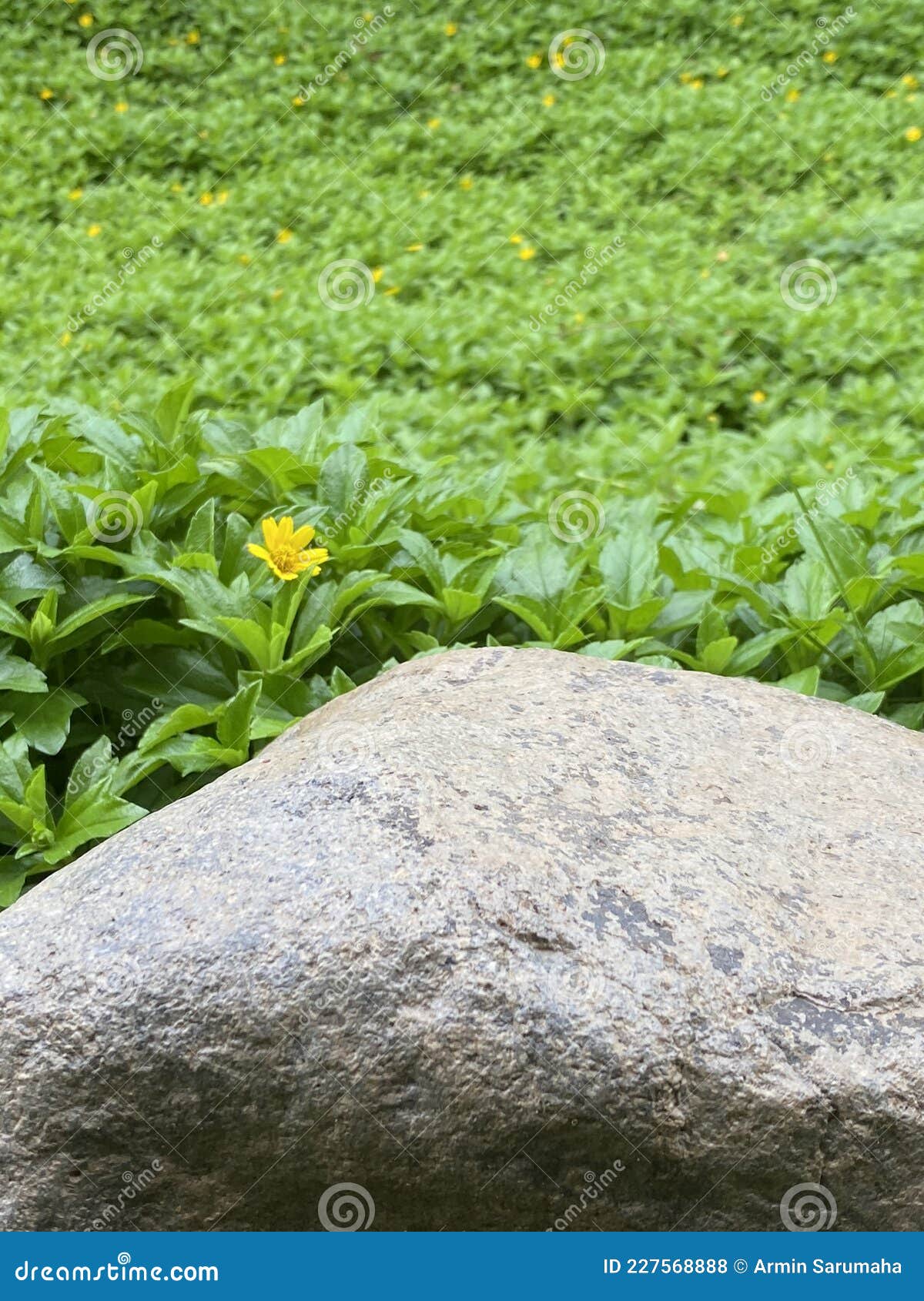 Stone and flowers stock photo. Image of hobby, farmer - 227568888