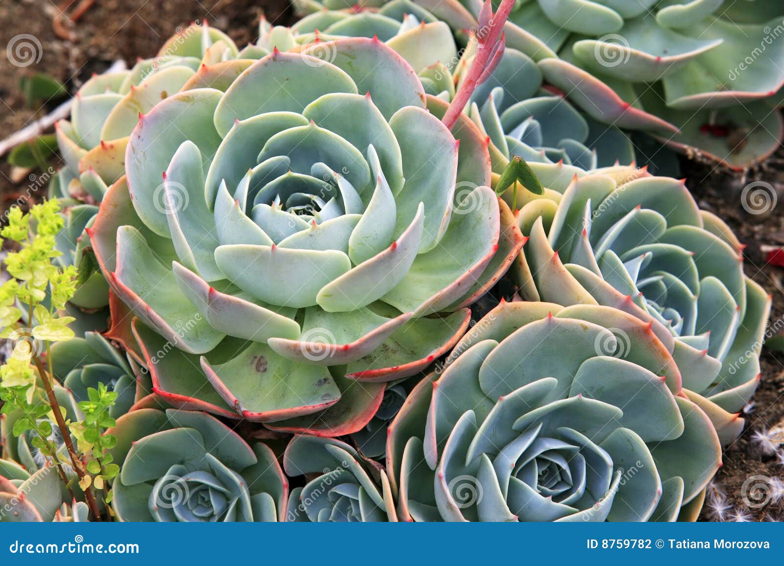 Stone Flowers - Sempervivum Stock Photo - Image of factory, nature: 8759782