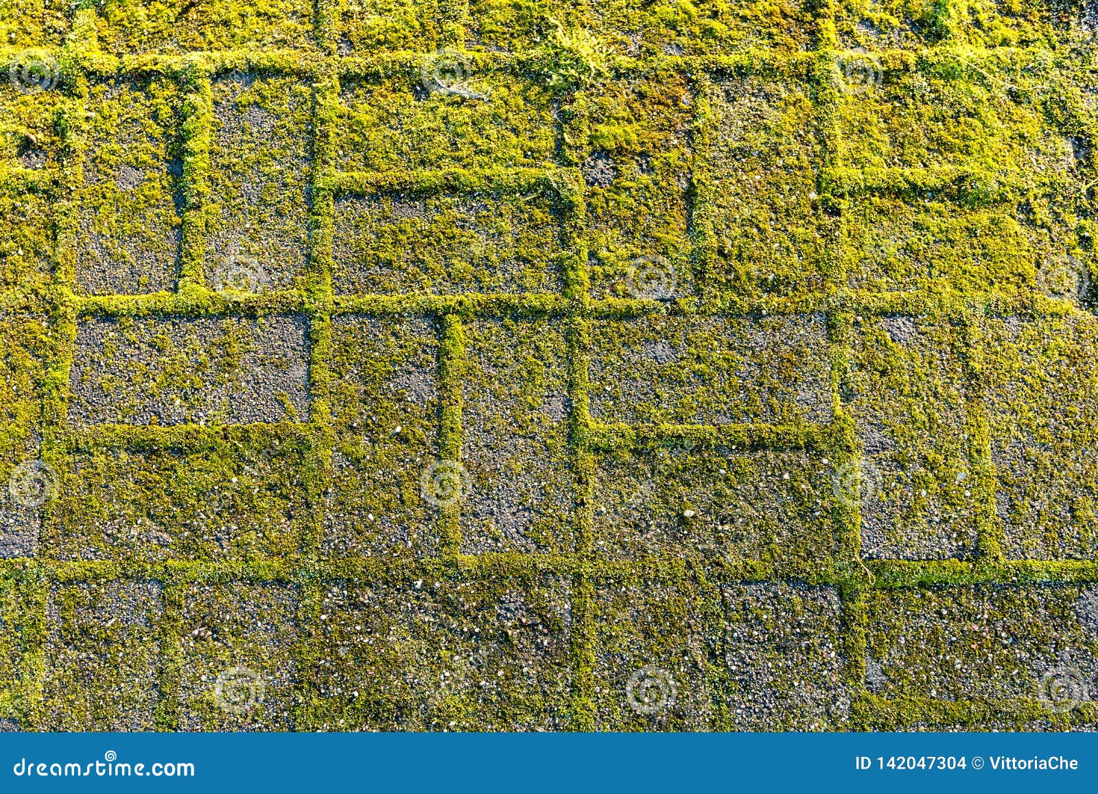 Stone Footpath with Moss, Close Up Image Stock Photo - Image of fungus ...
