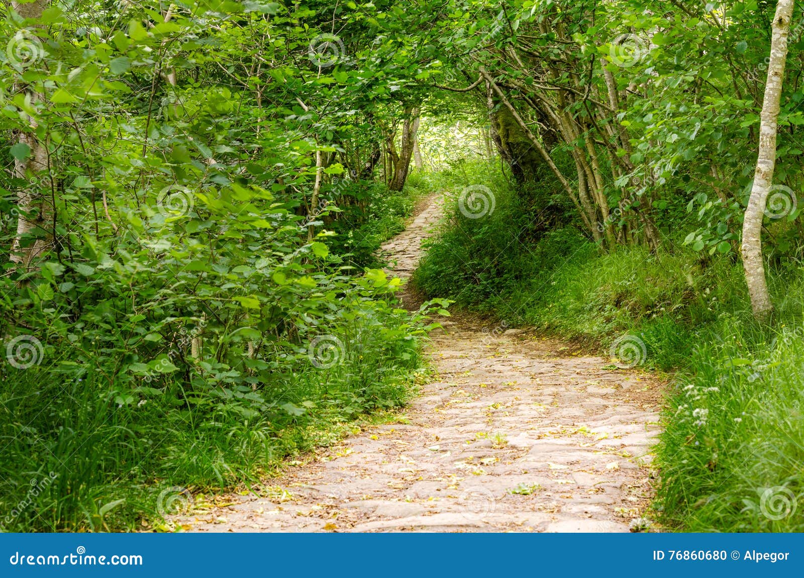 Stone Footpath through a Wood Stock Photo - Image of curving, path ...