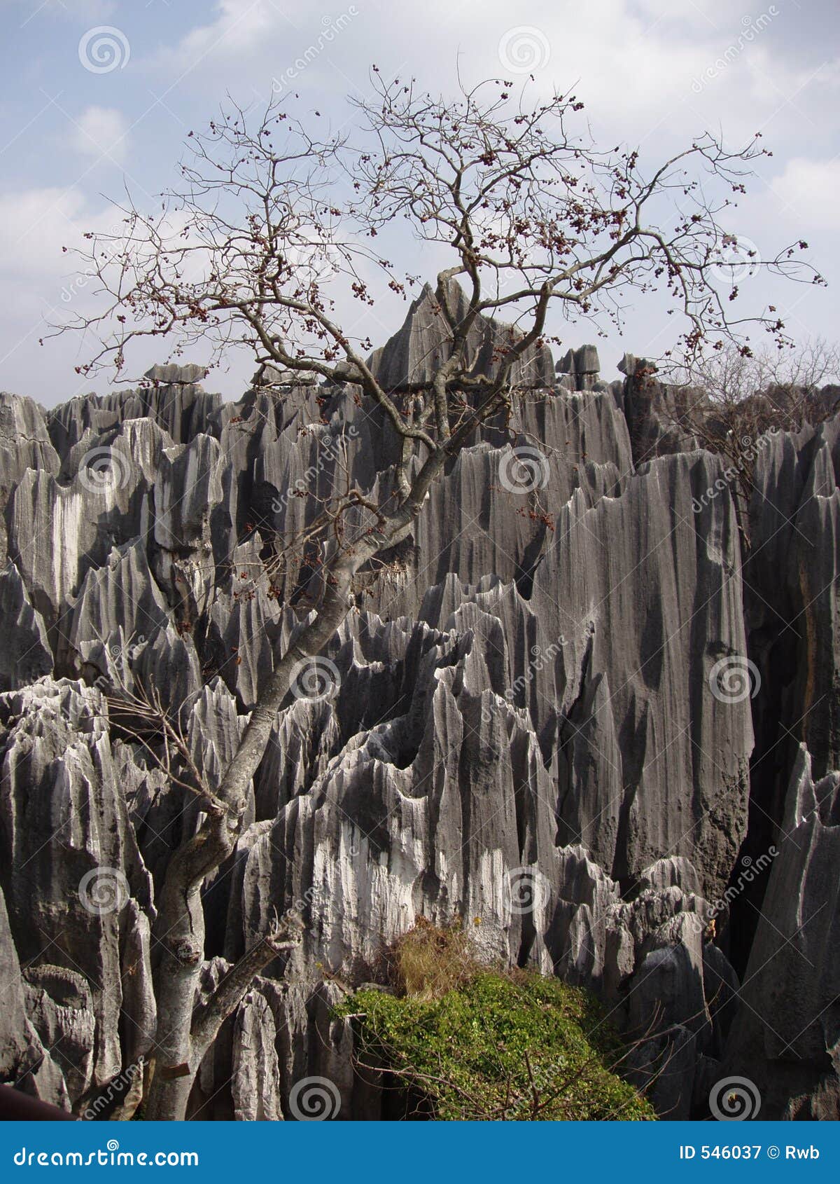Stone Forest stock image. Image of science, tree, kunming - 546037