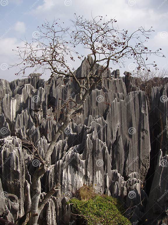 Stone Forest stock image. Image of science, tree, kunming - 546037