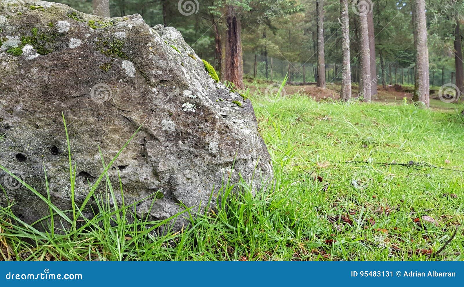 Stone in the forest stock image. Image of stone, lawn - 95483131