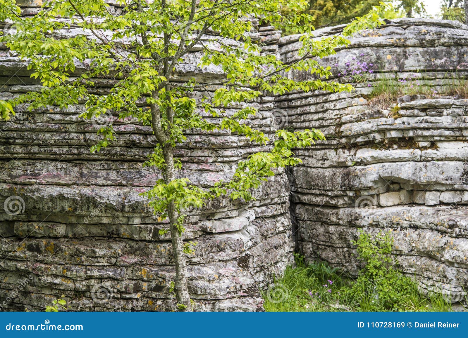 Stone forest stock image. Image of national, forest - 110728169