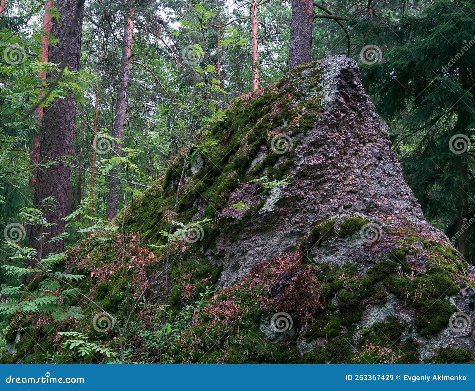 Stone in the Forest, Overgrown with Moss Stock Image - Image of shrub ...