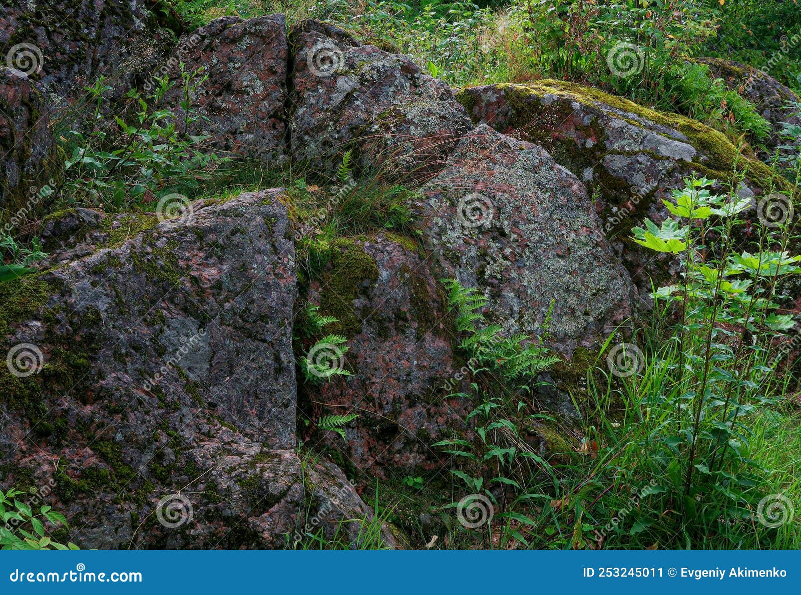 Stone in the Forest, Overgrown with Moss Stock Image - Image of green ...
