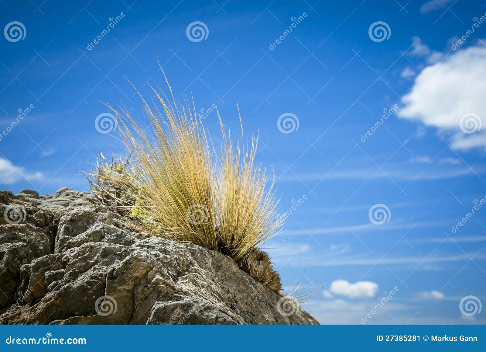 Stone Grass Texture Stock Photo | CartoonDealer.com #50049816