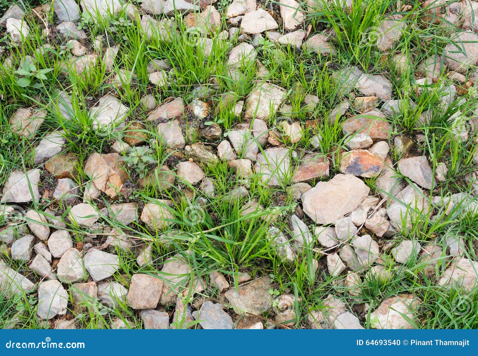 Stone and grass. stock photo. Image of farm, meadow, rock - 64693540