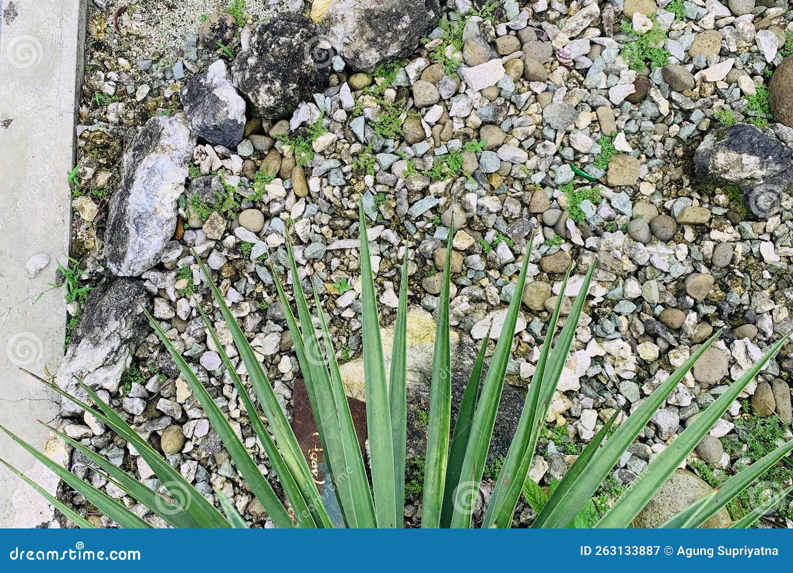 Stone and Grass Texture with Sharp Leaves Stock Image - Image of sharp ...