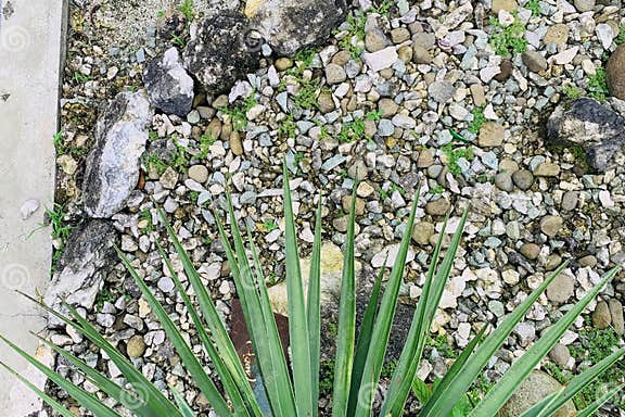 Stone and Grass Texture with Sharp Leaves Stock Image - Image of sharp ...