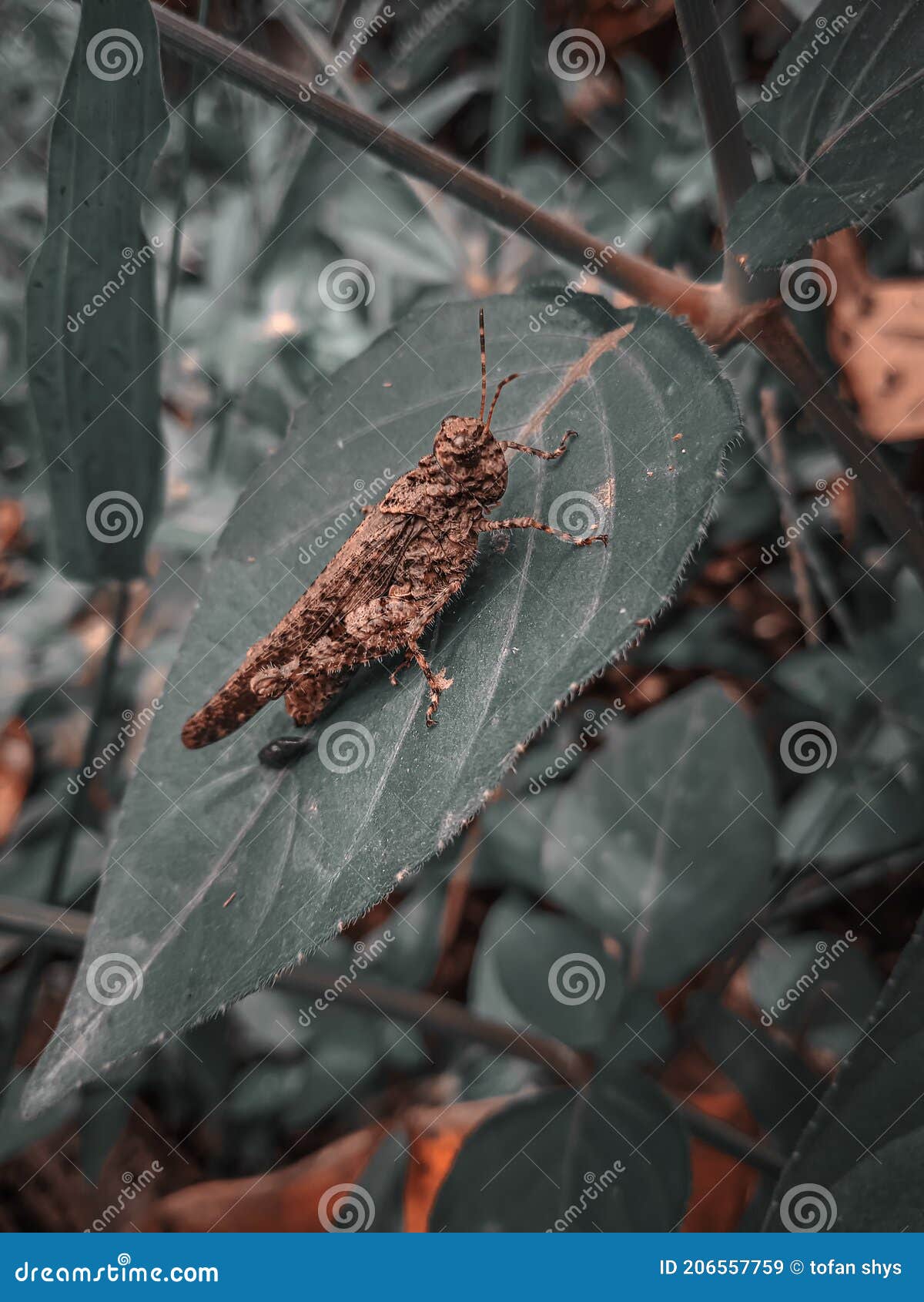 Stone Grasshopper With Unique Head Obscure Pygmy Grasshopper Side Stock ...