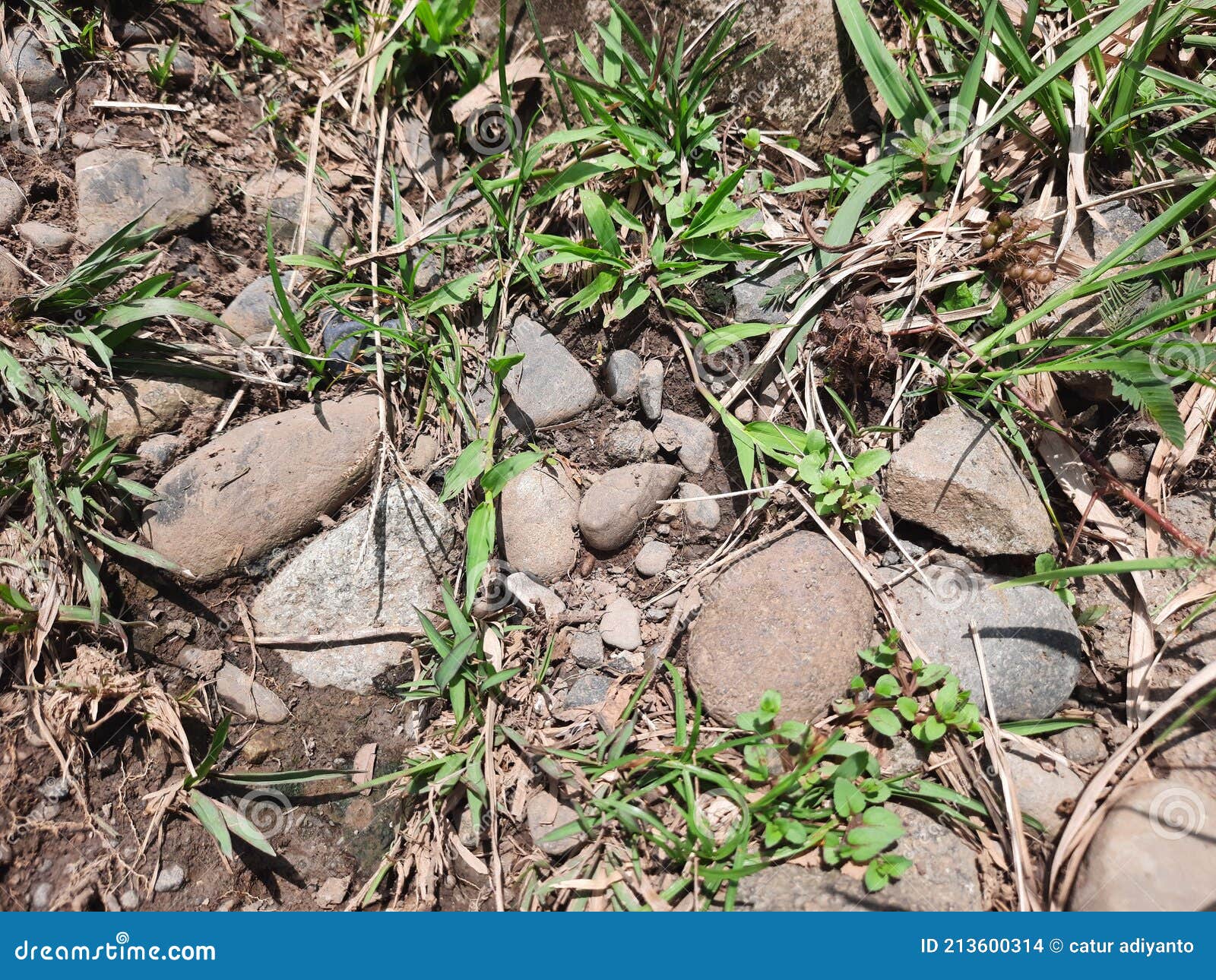 Stone Green Grass and Slightly Dry Soil Stock Photo - Image of grass ...