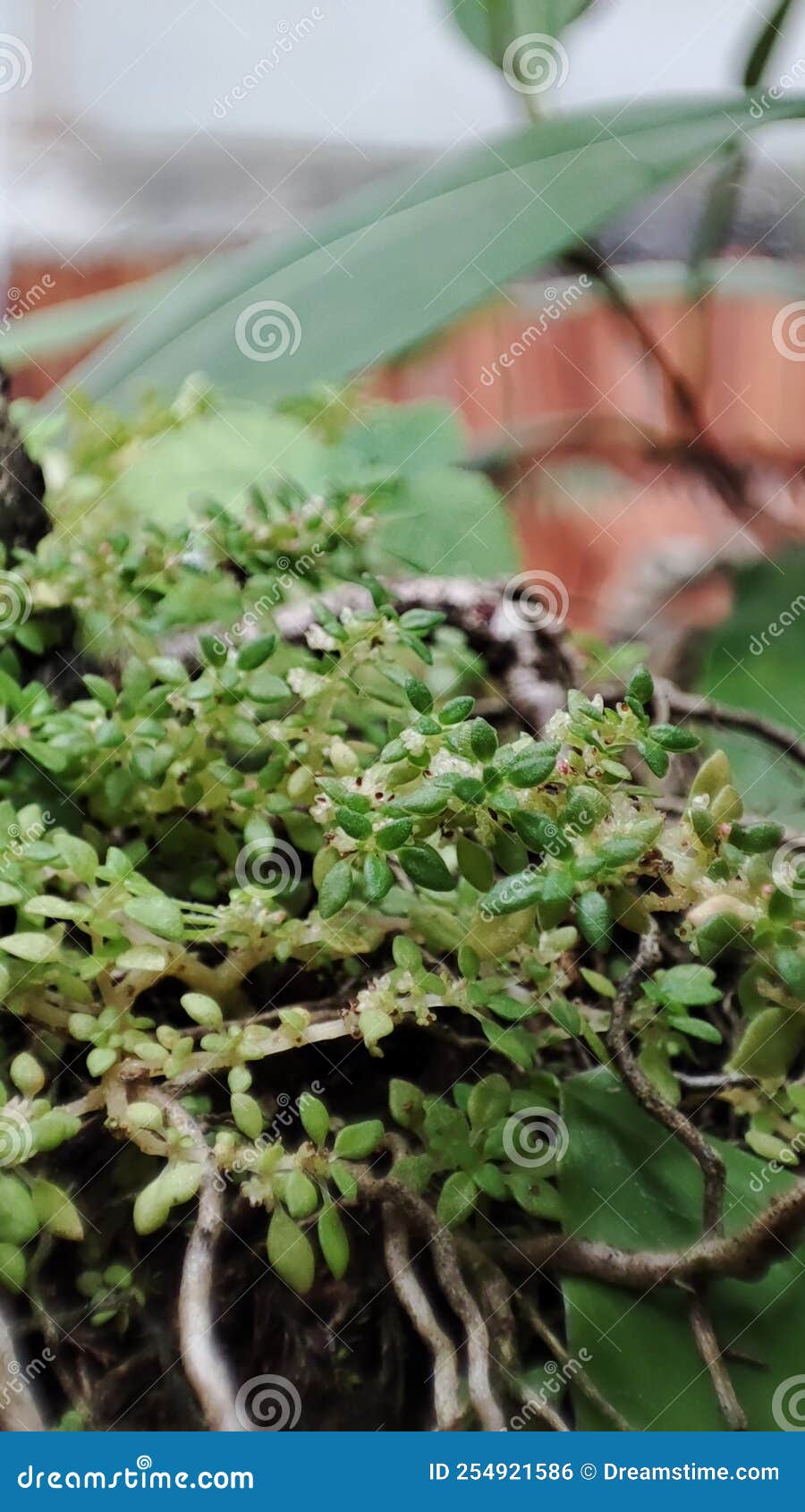Stone green leaf stock photo. Image of batu, leaf, lumut - 254921586