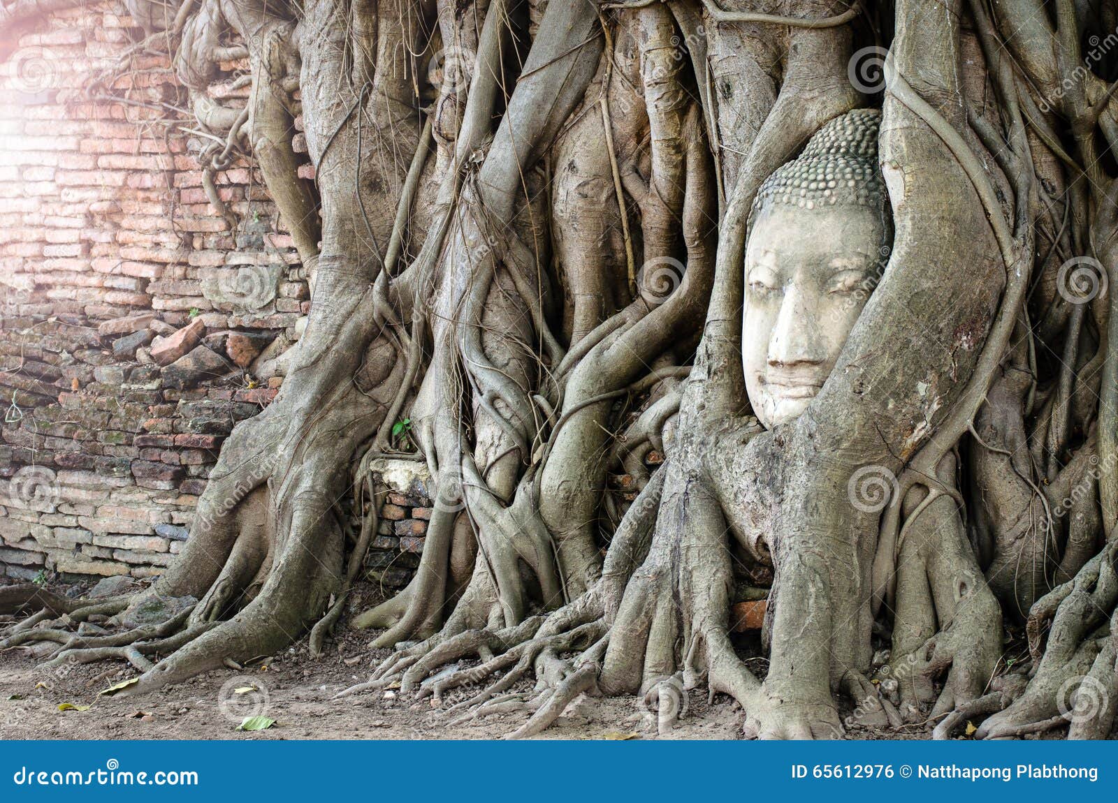 3,075 Tree Root Head Stock Photos - Free & Royalty-Free Stock Photos ...