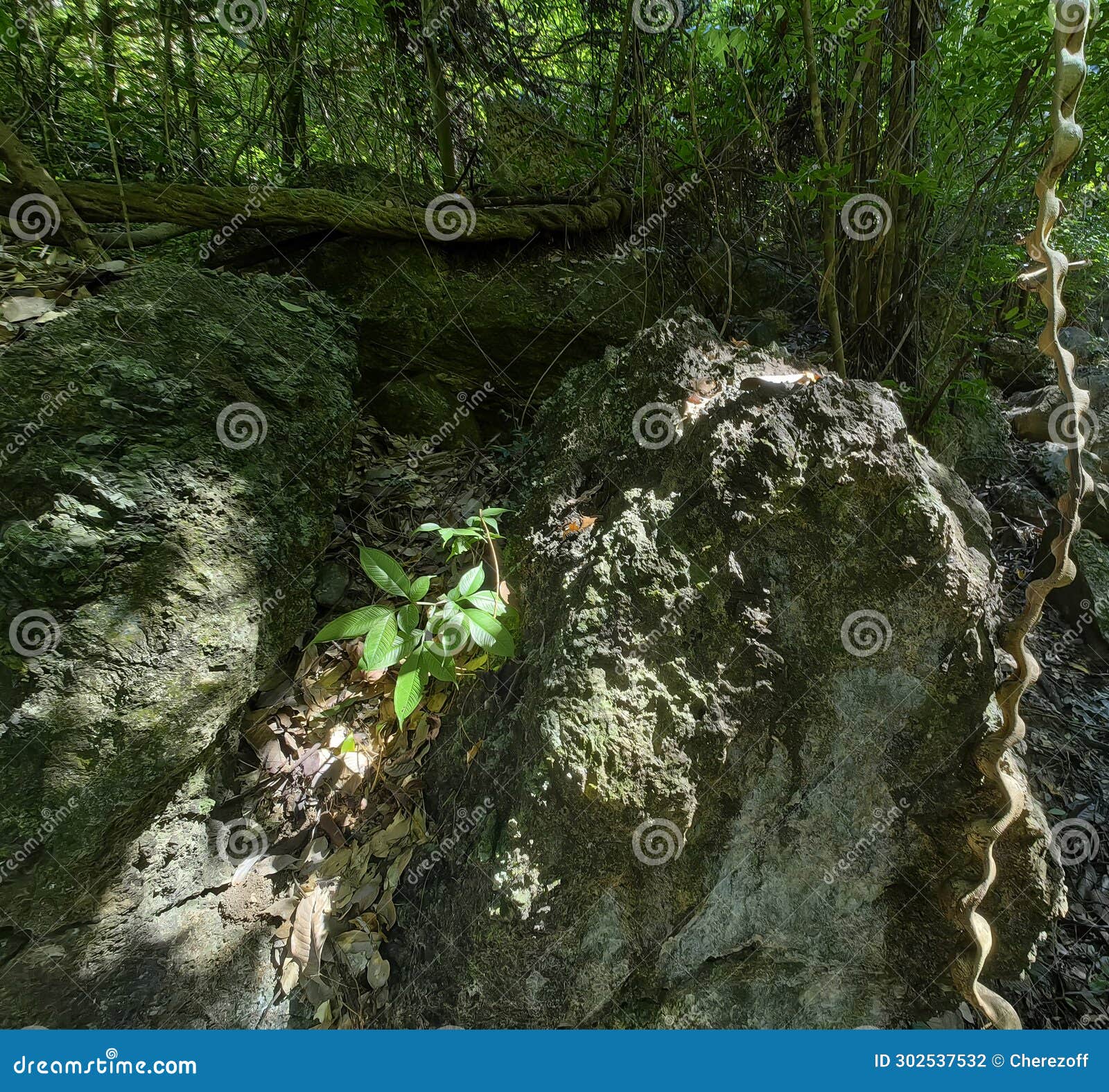 Stone in the Jungle stock photo. Image of summer, moss - 302537532
