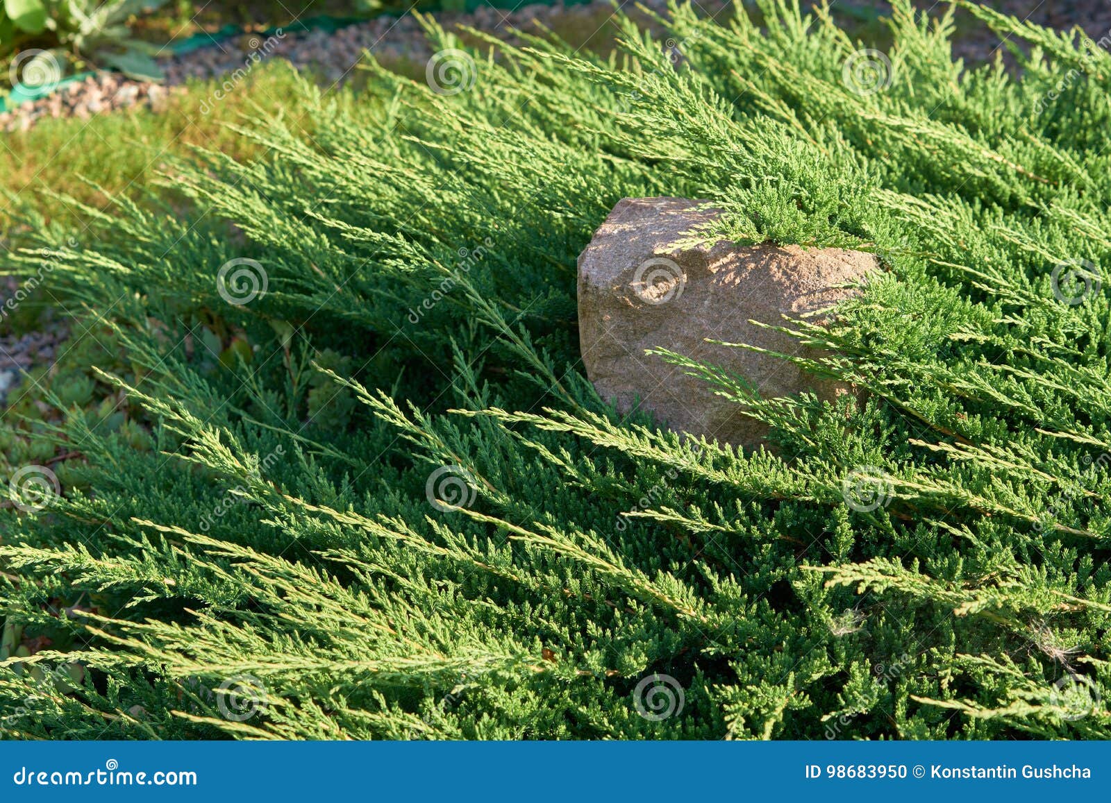 Stone in juniper stock photo. Image of rockery, bush - 98683950