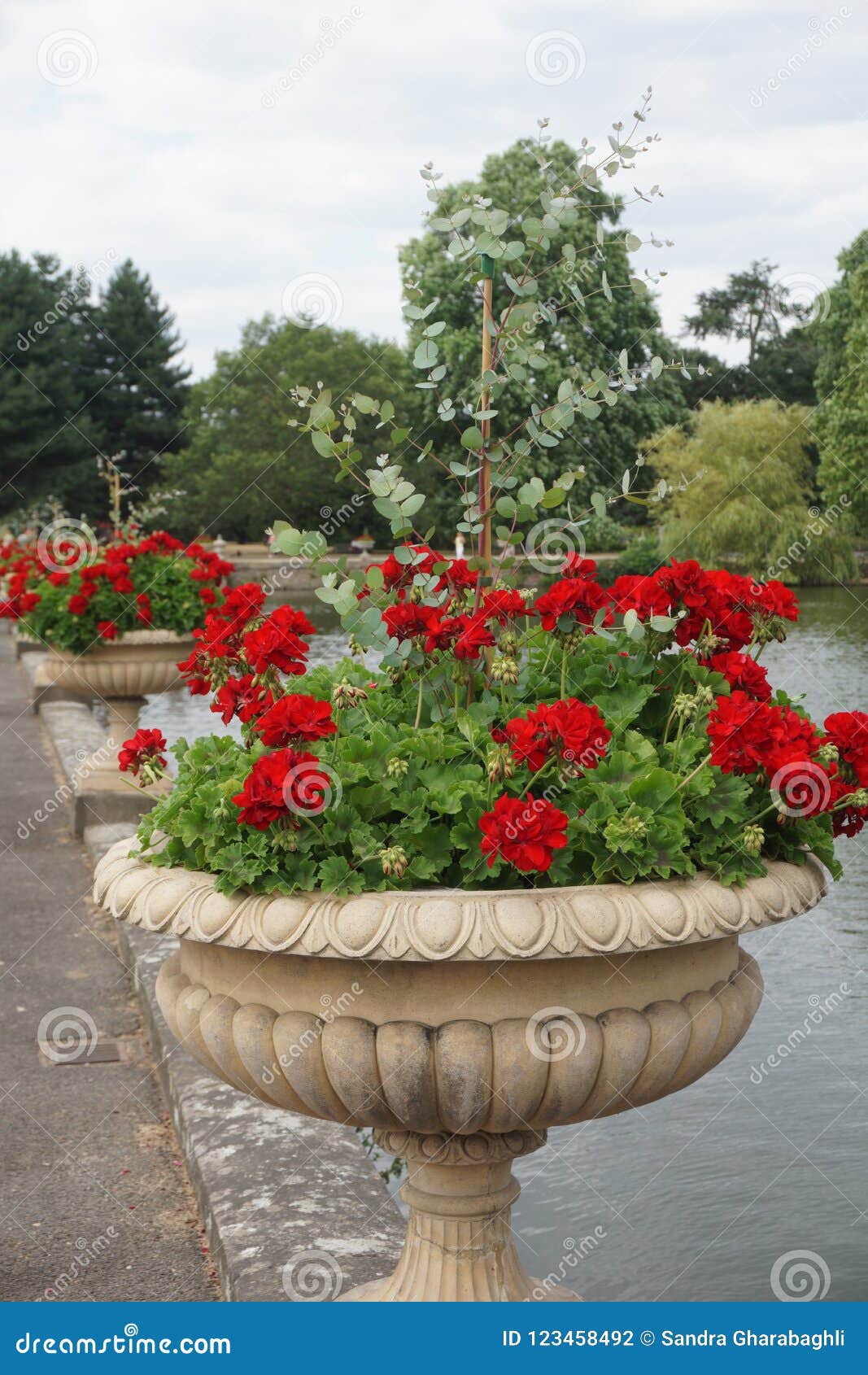 Stone Large Urns of Geraniums Stock Photo - Image of urns, pretty ...