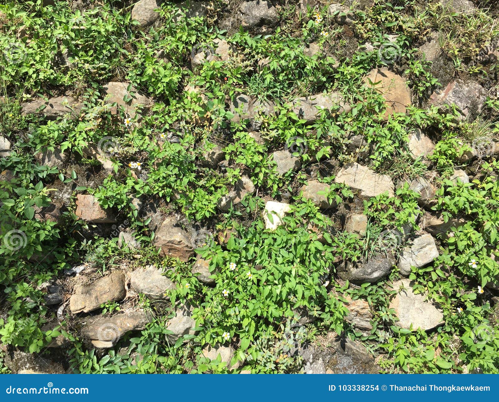 Stone leaf stock photo. Image of glow, rain, summer - 103338254