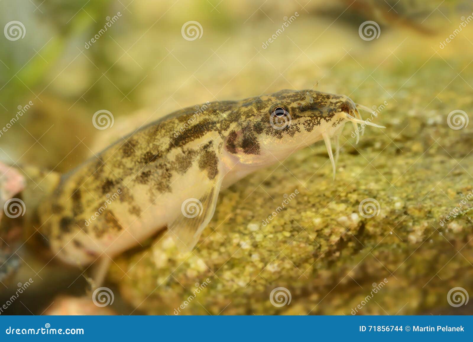 Stone Loach - Barbatula Barbatula Stock Photo - Image of trout ...