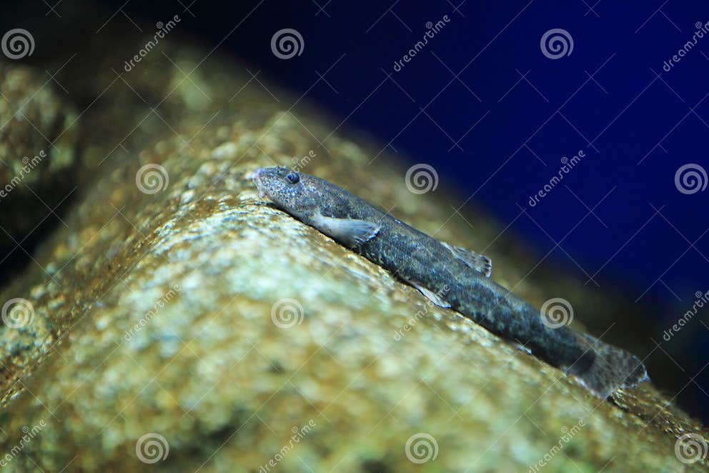 Stone loach stock photo. Image of finned, stone, barbatula - 46046030