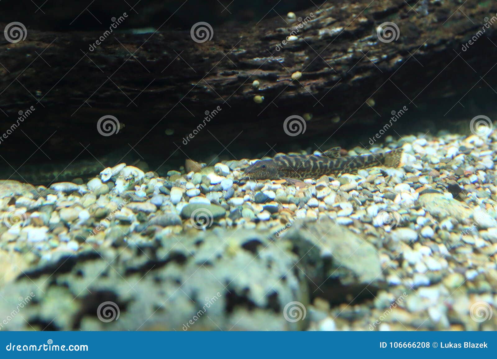 Stone loach stock photo. Image of loach, adult, finned - 106666208