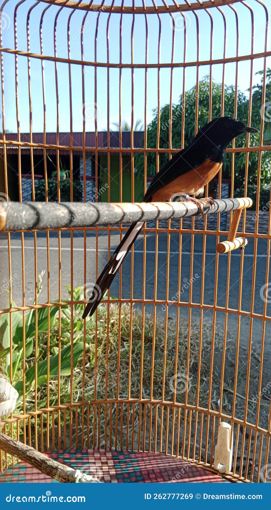 The Stone Magpie Bird is a Beautiful Bird because of the Prima Donna ...