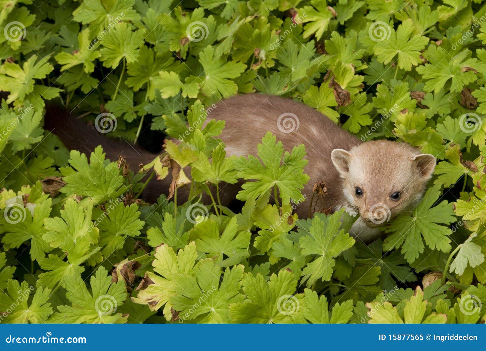Stone-marten stock image. Image of green, animal, brown - 15877565