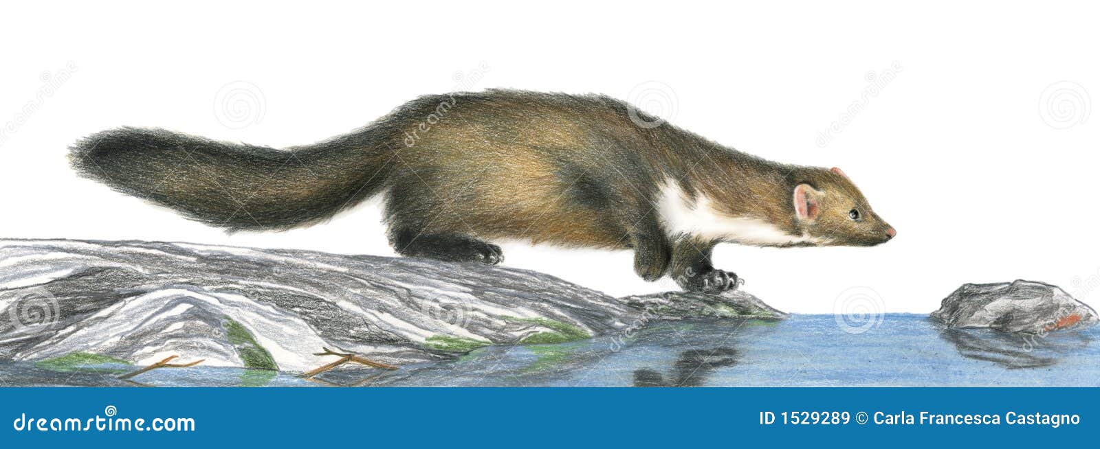 Stone Marten Hunting - Artwork Stock Illustration - Illustration of ...