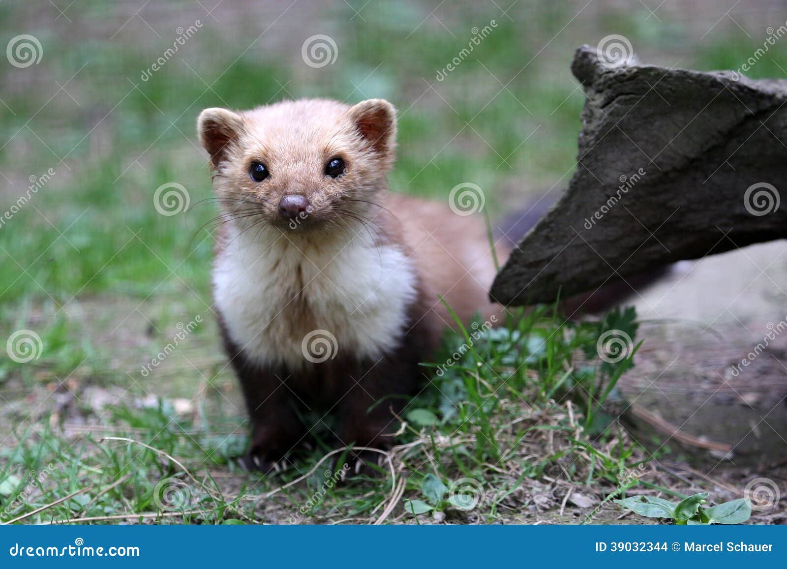 Stone Marten stock photo. Image of people, stone, pine - 39032344