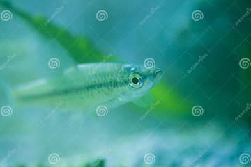 Stone moroko fish stock photo. Image of parva, topmouth - 8004668
