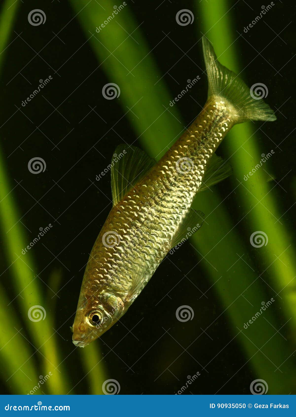 Stone Moroko, Pseudorasbora Parva Fish Stock Photo - Image of lake ...