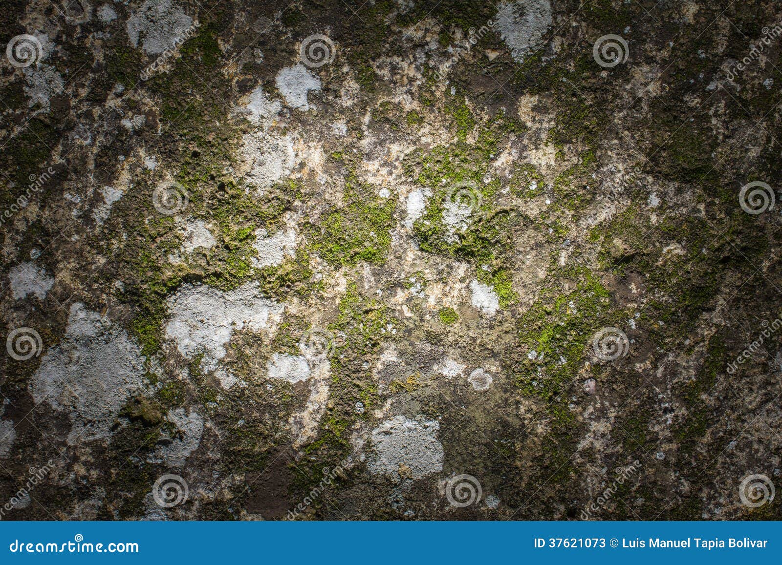 Stone and moss texture stock image. Image of fern, light - 37621073