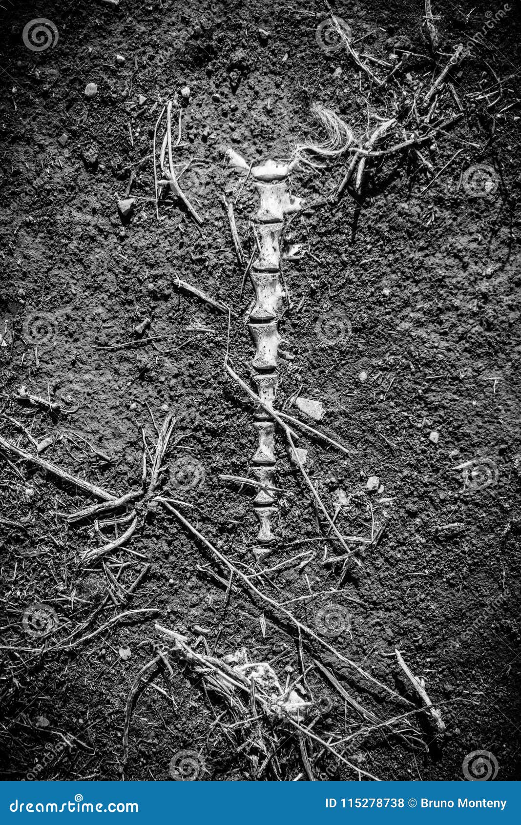 Stone and mud with stem stock photo. Image of soil, nature - 115278738