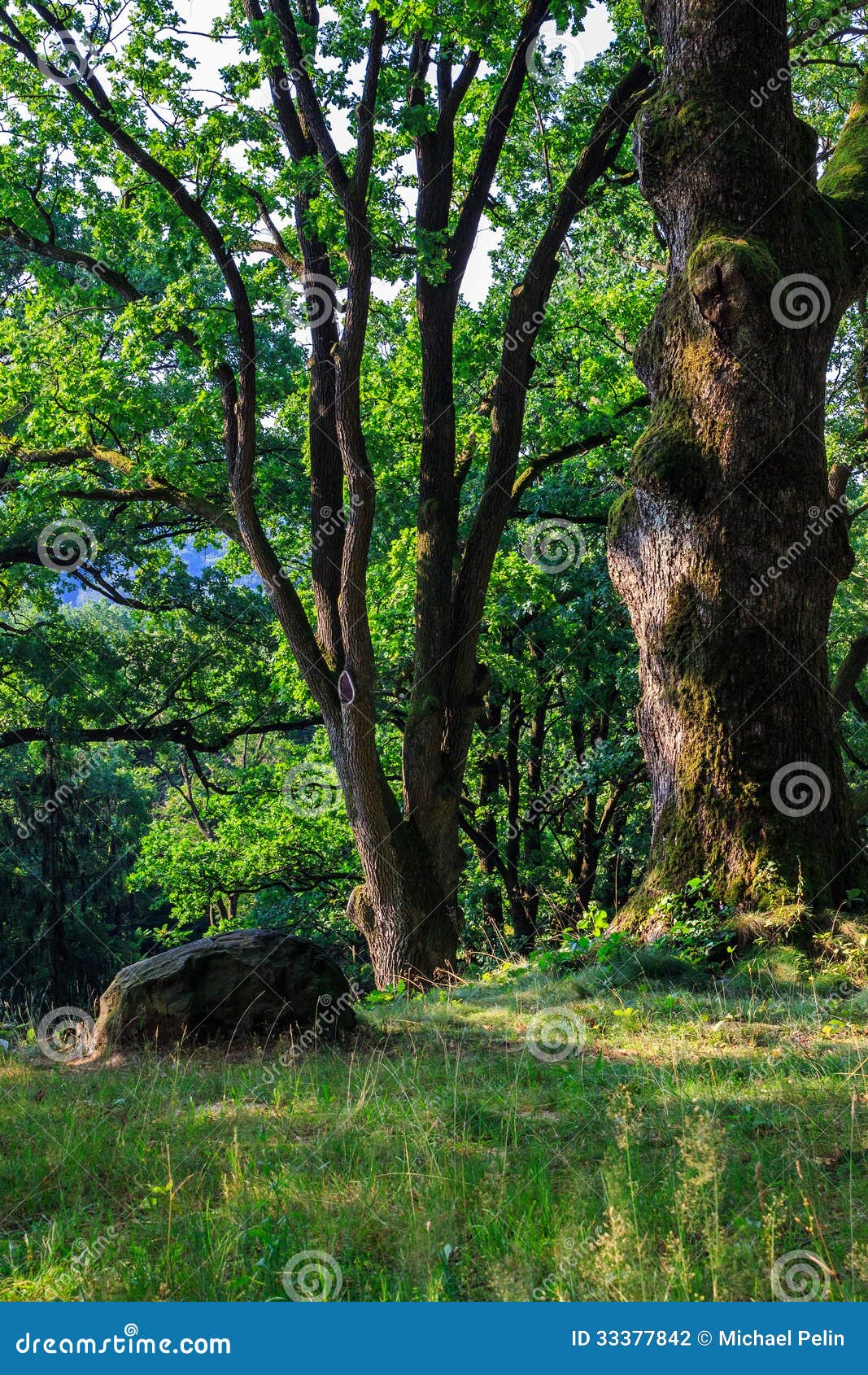 Stone Near a Tree in the Forest. Vertical Stock Photo - Image of ...