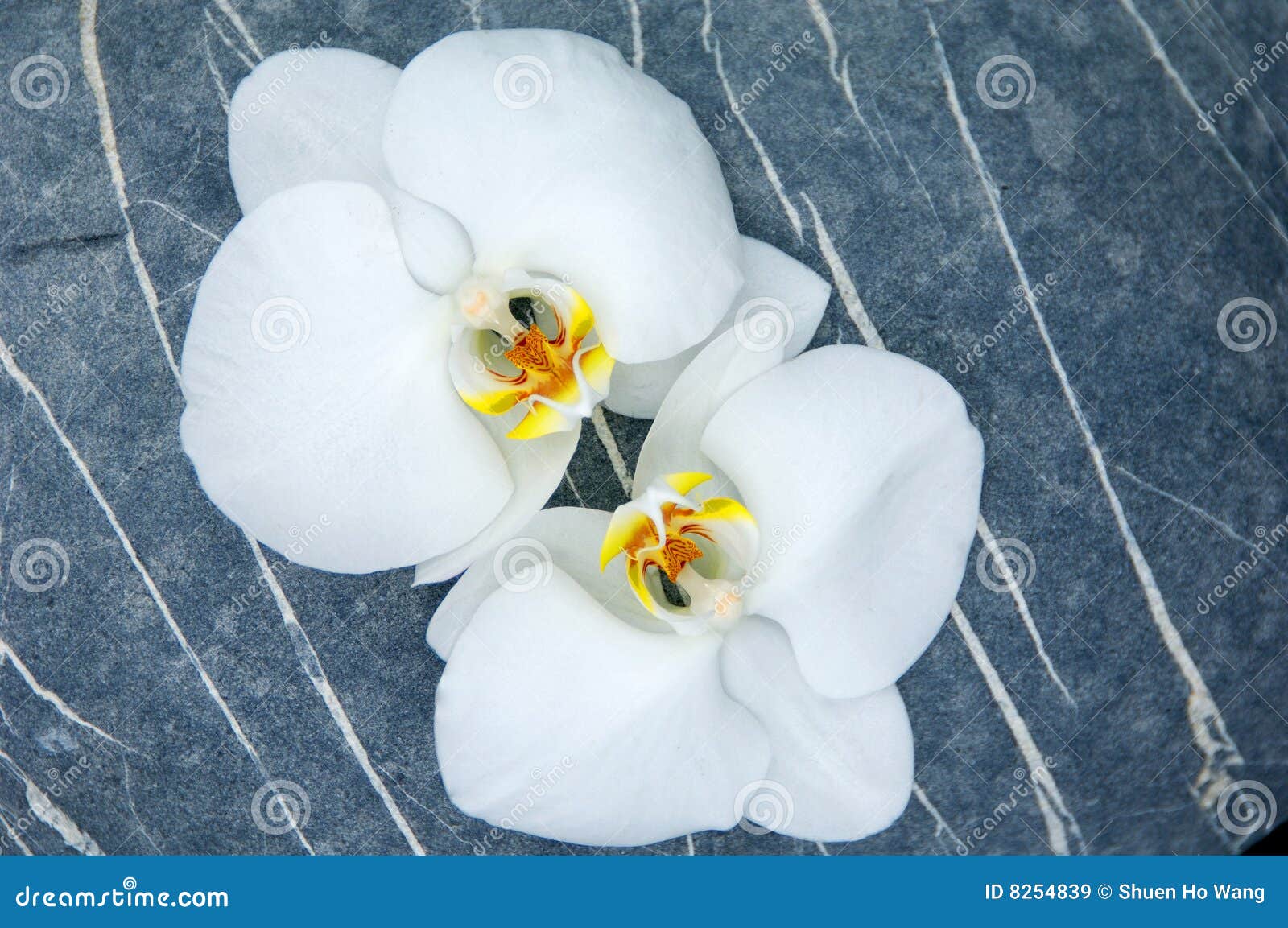 Stone and orchid stock image. Image of macro, calm, orchid - 8254839