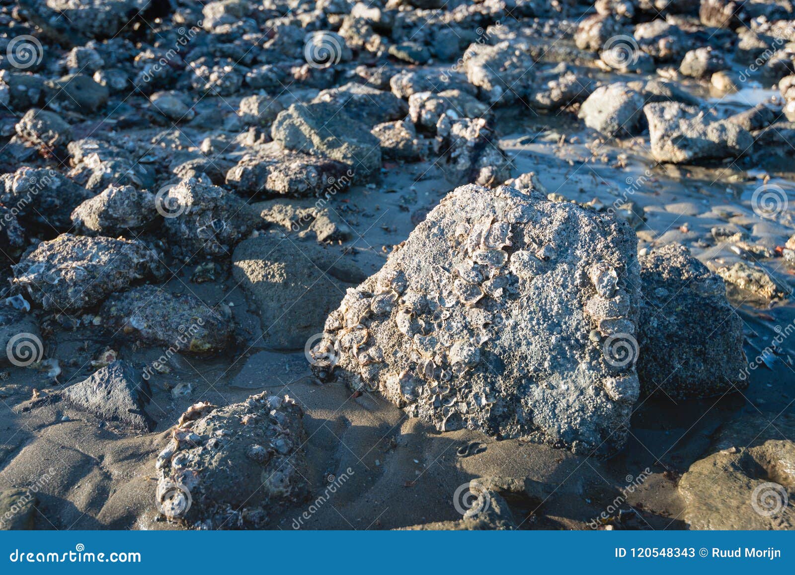 Stone Overgrown with Shells and Polyps on the Beach at Low Tide Stock ...