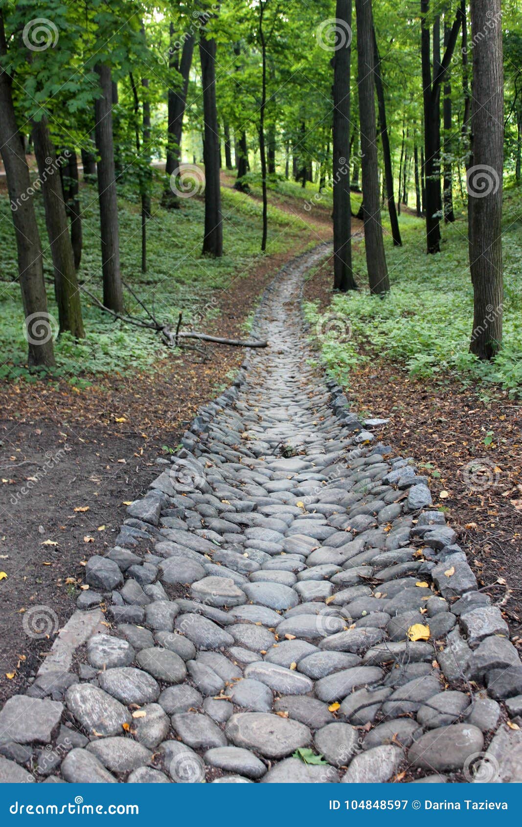 Stone Path in a Dense Green Forest Stock Image - Image of park, tree ...