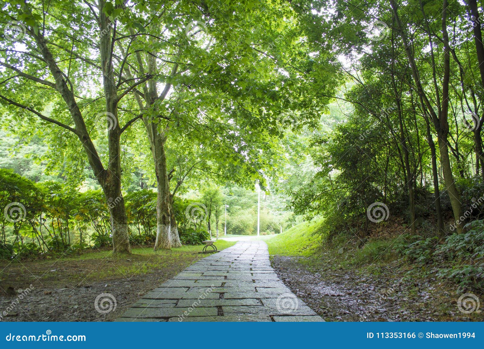 Stone path in forest stock photo. Image of bending, architecture ...