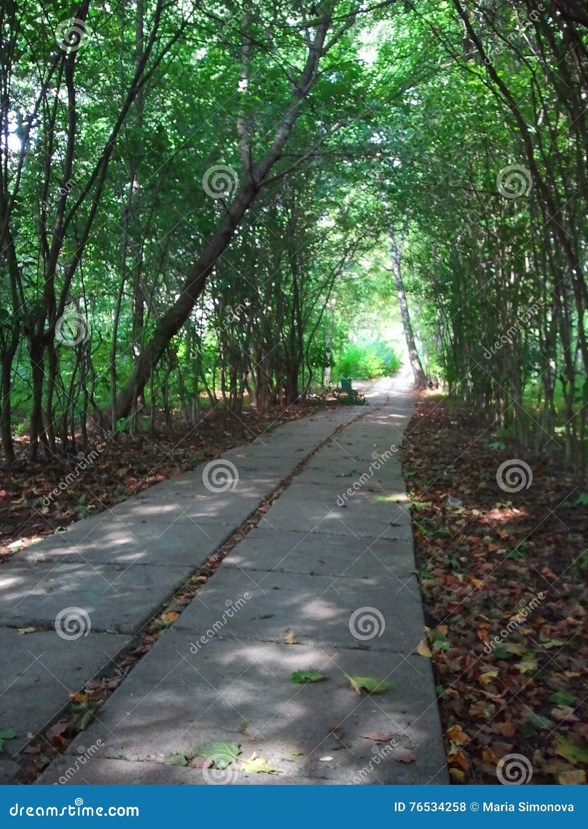 Stone path in a forest stock photo. Image of autumn, trees - 76534258