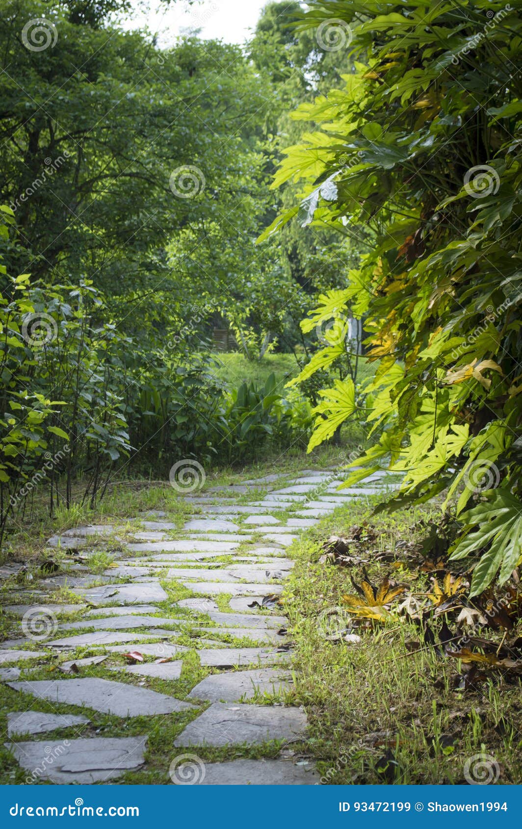 Stone path in forest stock image. Image of landscape - 93472199