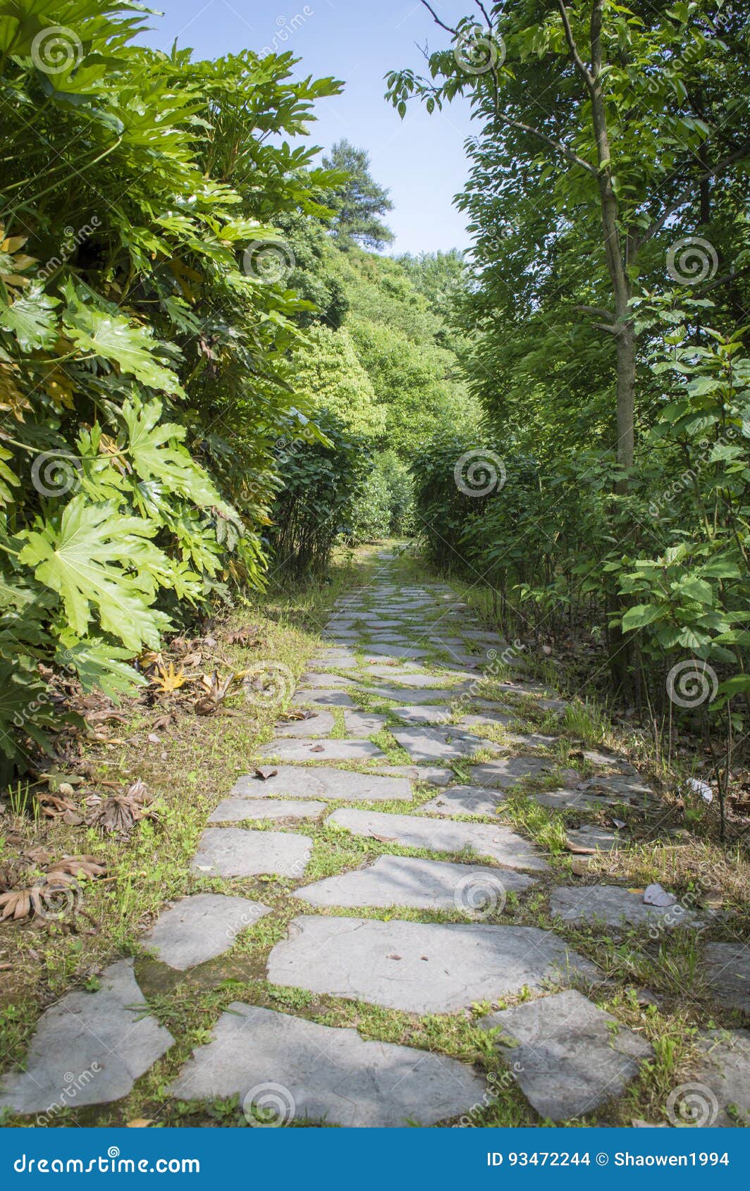 Stone path in forest stock photo. Image of lawn, steps - 93472244