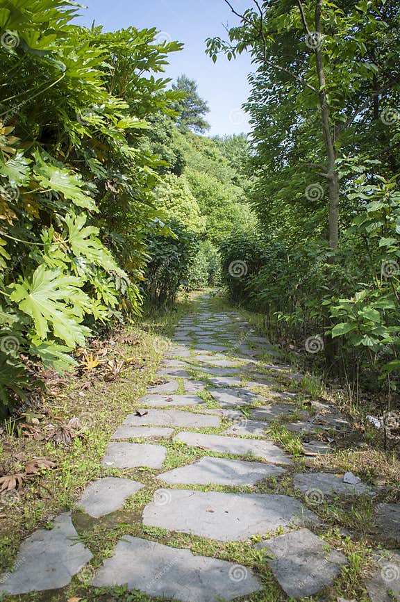Stone path in forest stock photo. Image of lawn, steps - 93472244