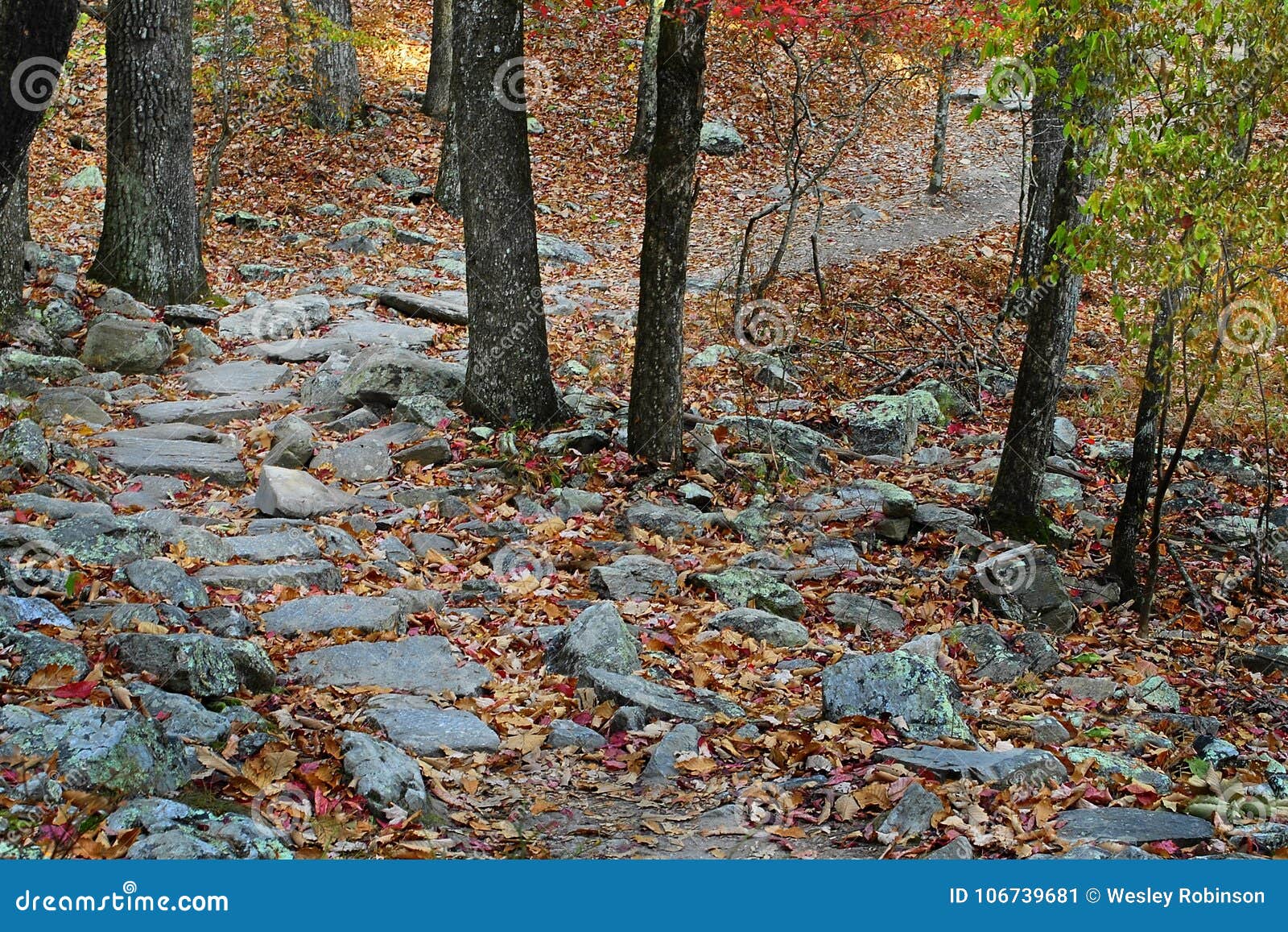 Stone Path Going through Wooded Trail Stock Image - Image of hill ...
