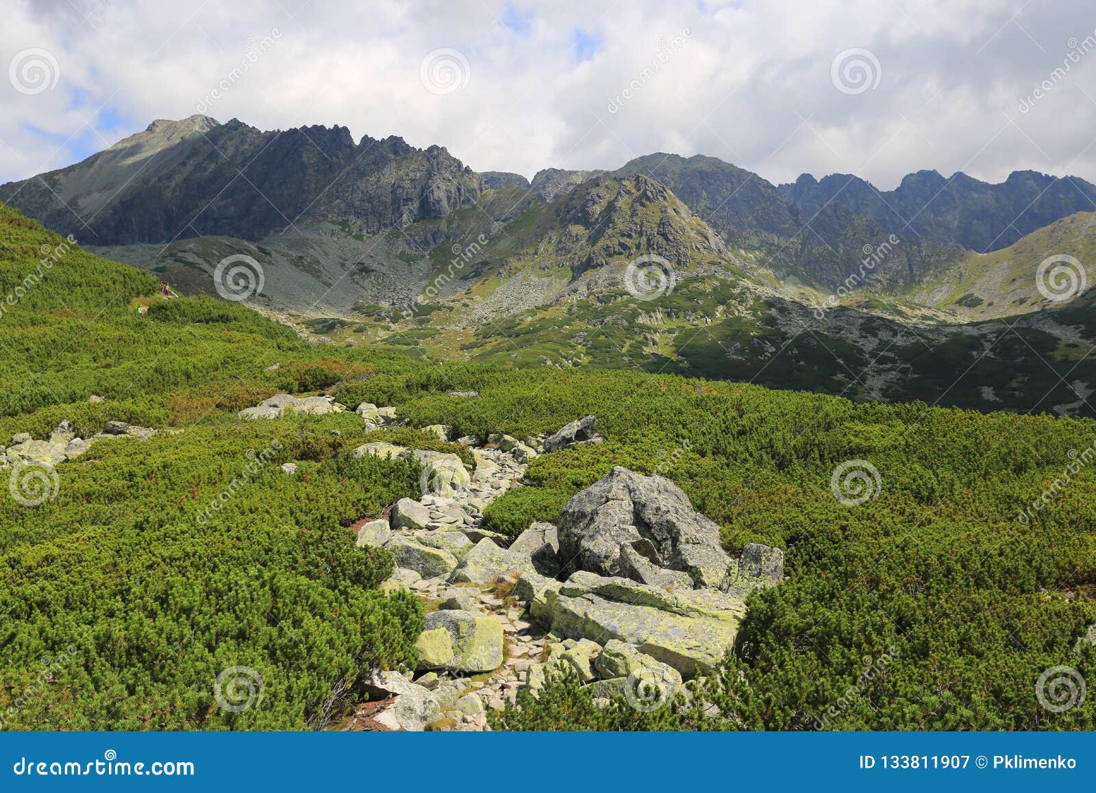 Stone Path among Green Coniferous Shale in the Mountains Stock Image ...