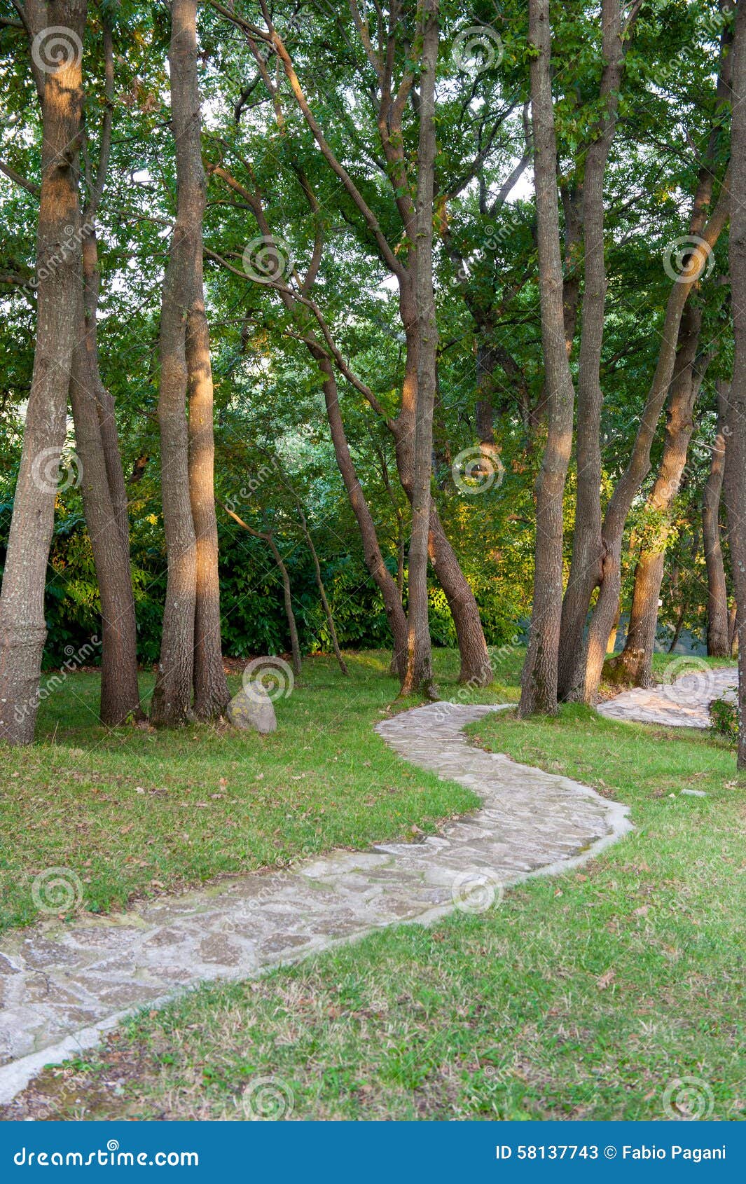 Stone Path between Green Trees Stock Image - Image of stone, wood: 58137743