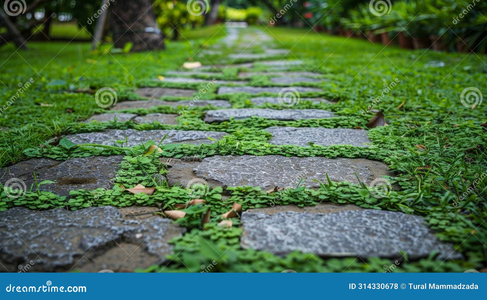 Stone Path through Greenery Stock Photo - Image of garden, forest ...